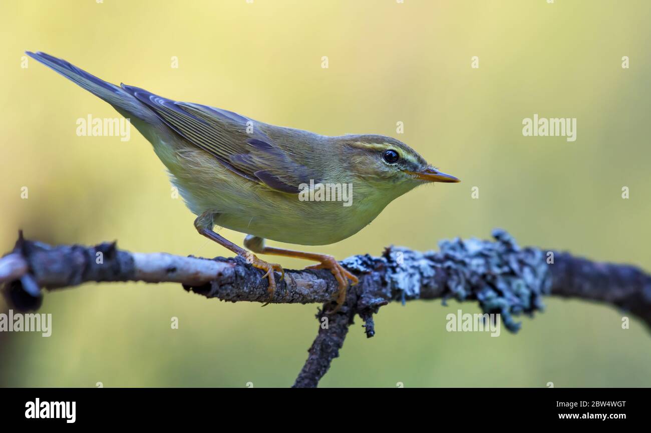 Phylloscopus trochilus hi-res stock photography and images - Alamy