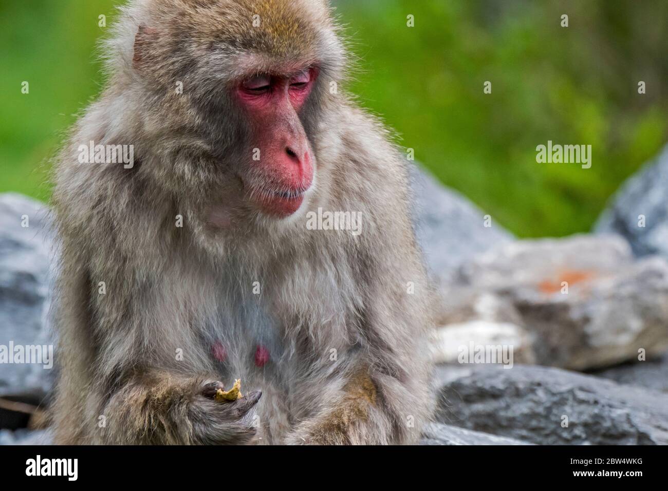 Japanese macaque / snow monkey (Macaca fuscata) close-up portrait of ...