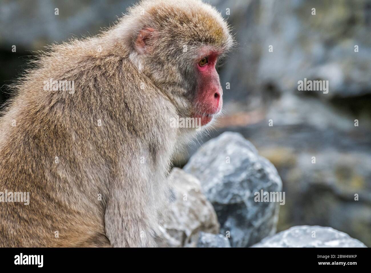 Japanese macaque / snow monkey (Macaca fuscata) close-up portrait of ...