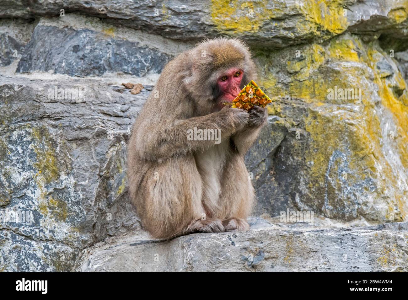 Japanese Macaque Diet
