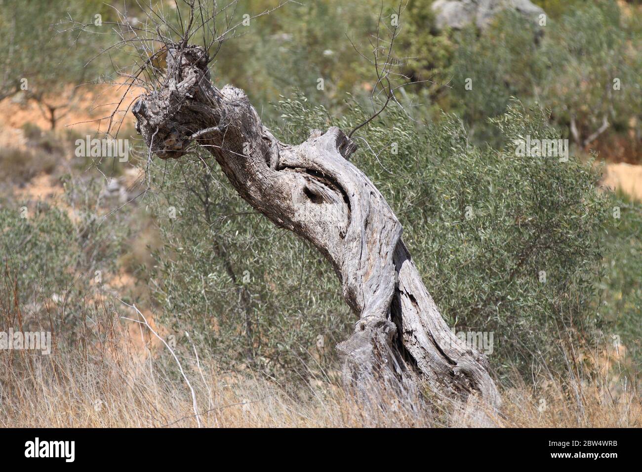 Ancient death olive tree Stock Photo - Alamy