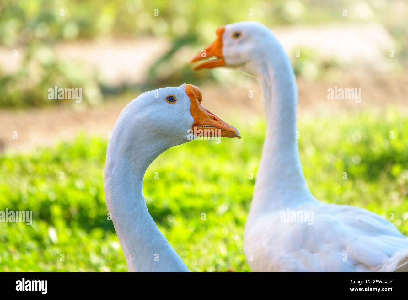 Portrait of two white geese on a bright sunny background. Domestic ...