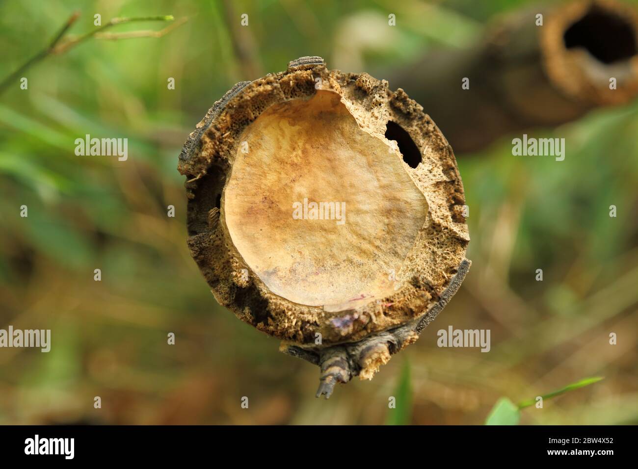 Bamboo cross section hi-res stock photography and images - Alamy