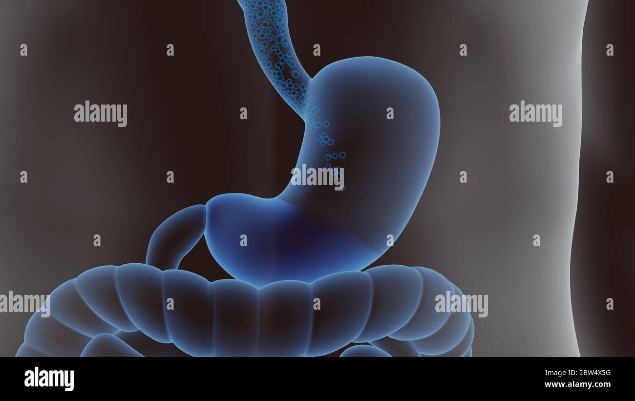 3d illustration of the human digestive system. stomach and guts Stock ...