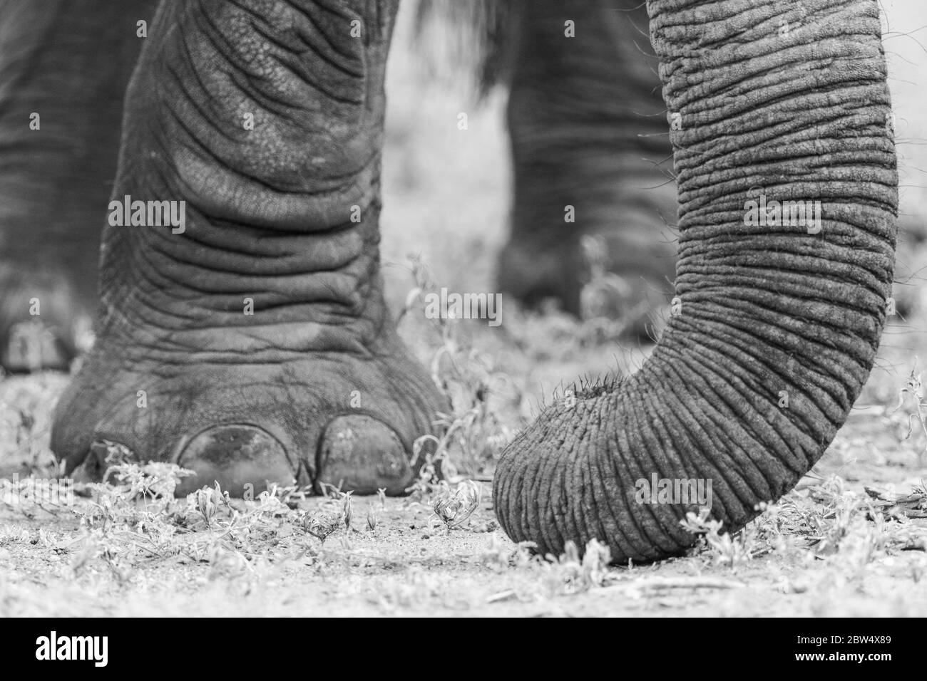 Elephant feet hi-res stock photography and images - Alamy