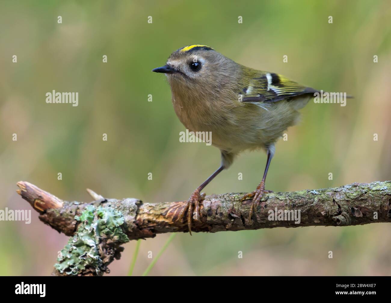 Skinny Goldcrest (regulus regulus) sitting and posing on lichen branch ...