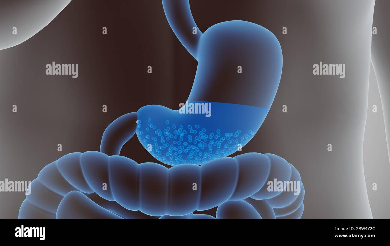 3d illustration of the human digestive system. stomach and guts Stock ...
