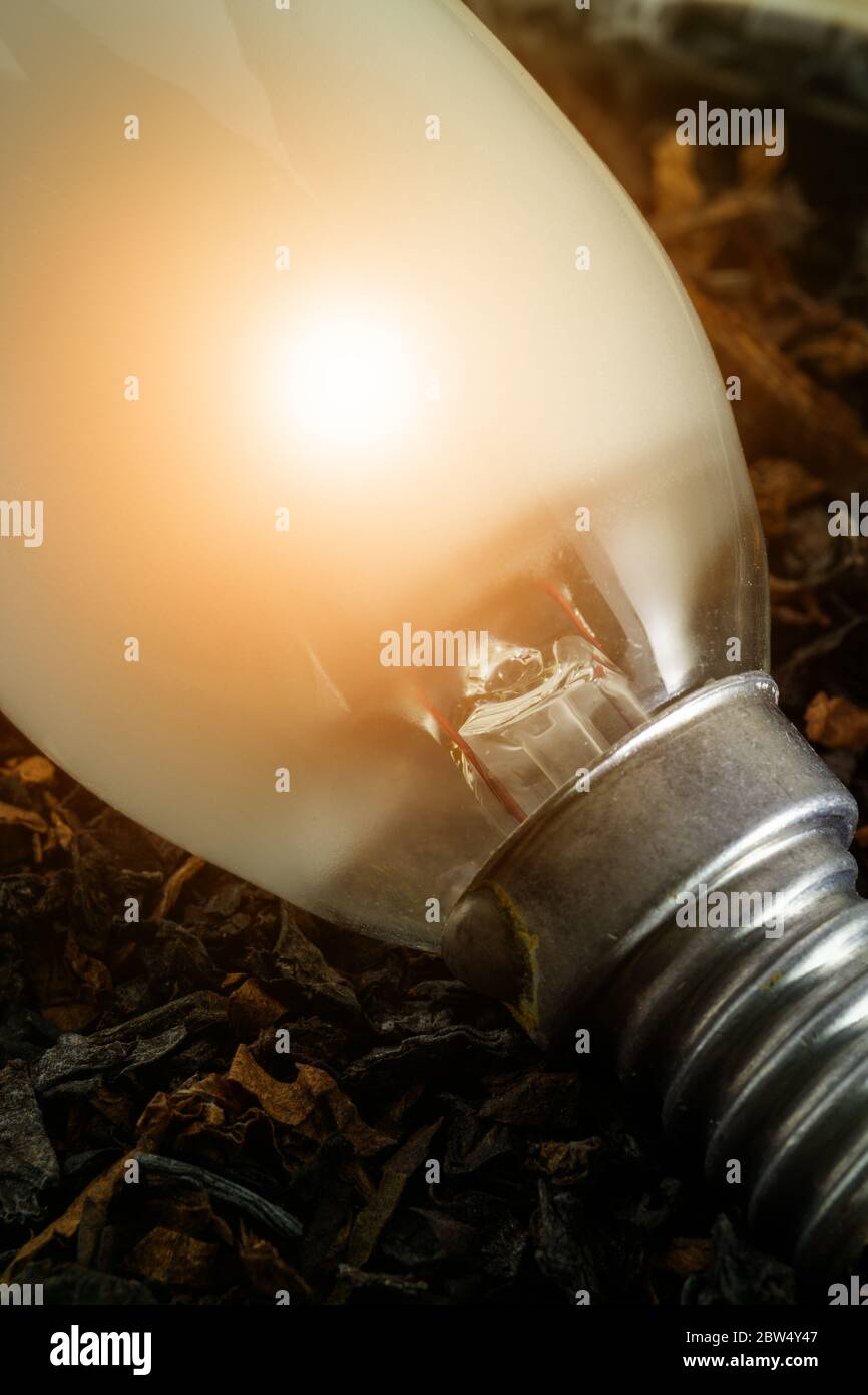 thread of an incandescent lamp and lamp shines without electricity ...