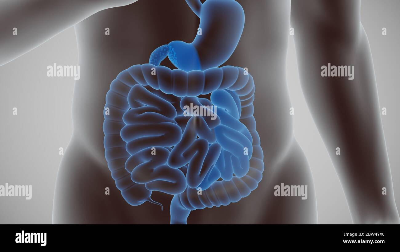 3d illustration of the human digestive system. stomach and guts Stock ...