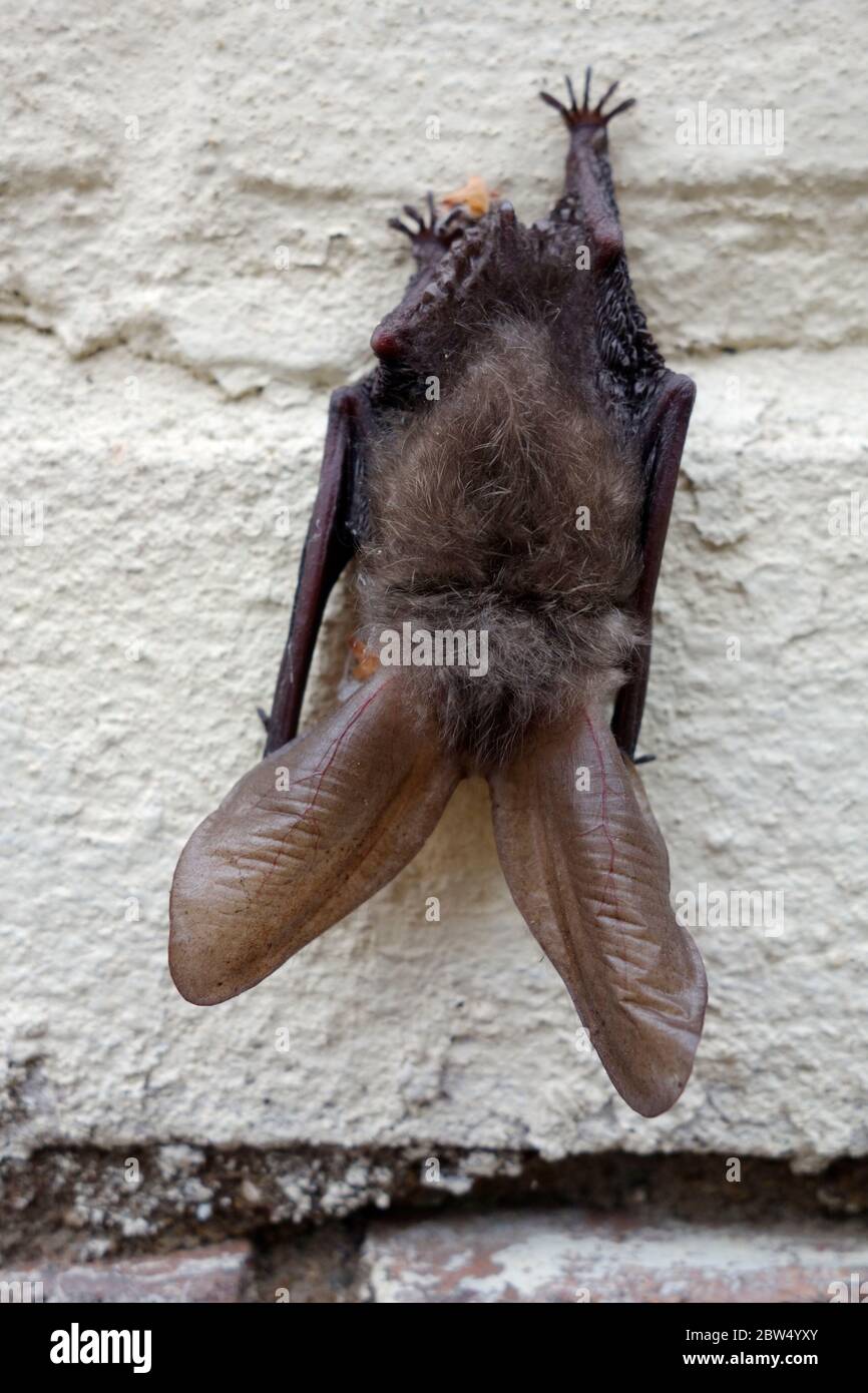 Common long eared bats hi-res stock photography and images - Alamy