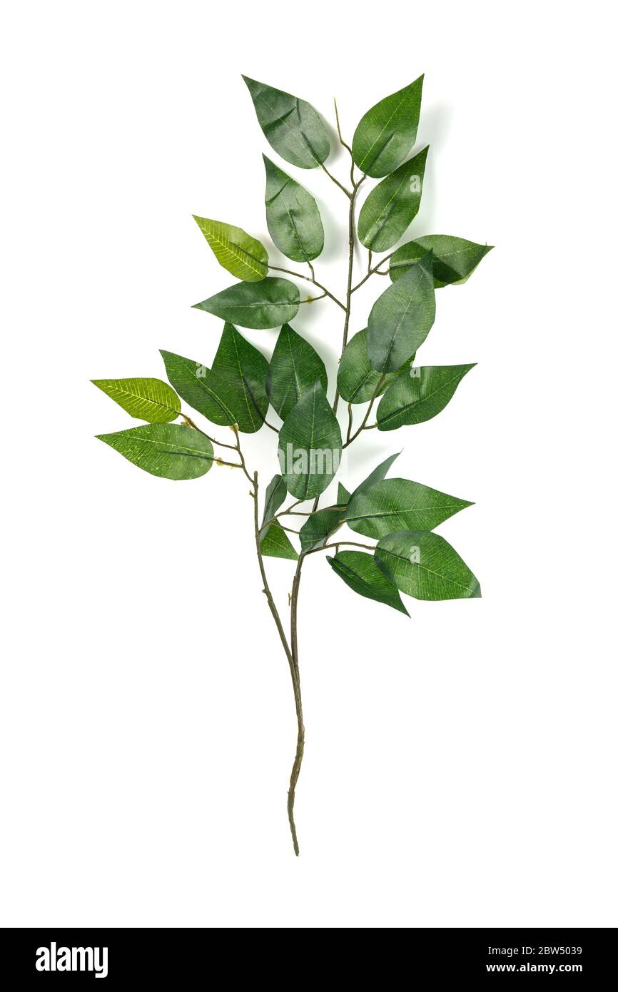 Beautiful artificial lemon branch isolated on white background Stock ...