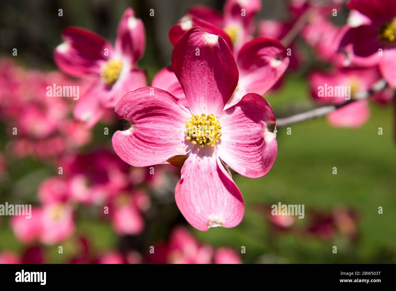Dogwood tree in full hi-res stock photography and images - Alamy