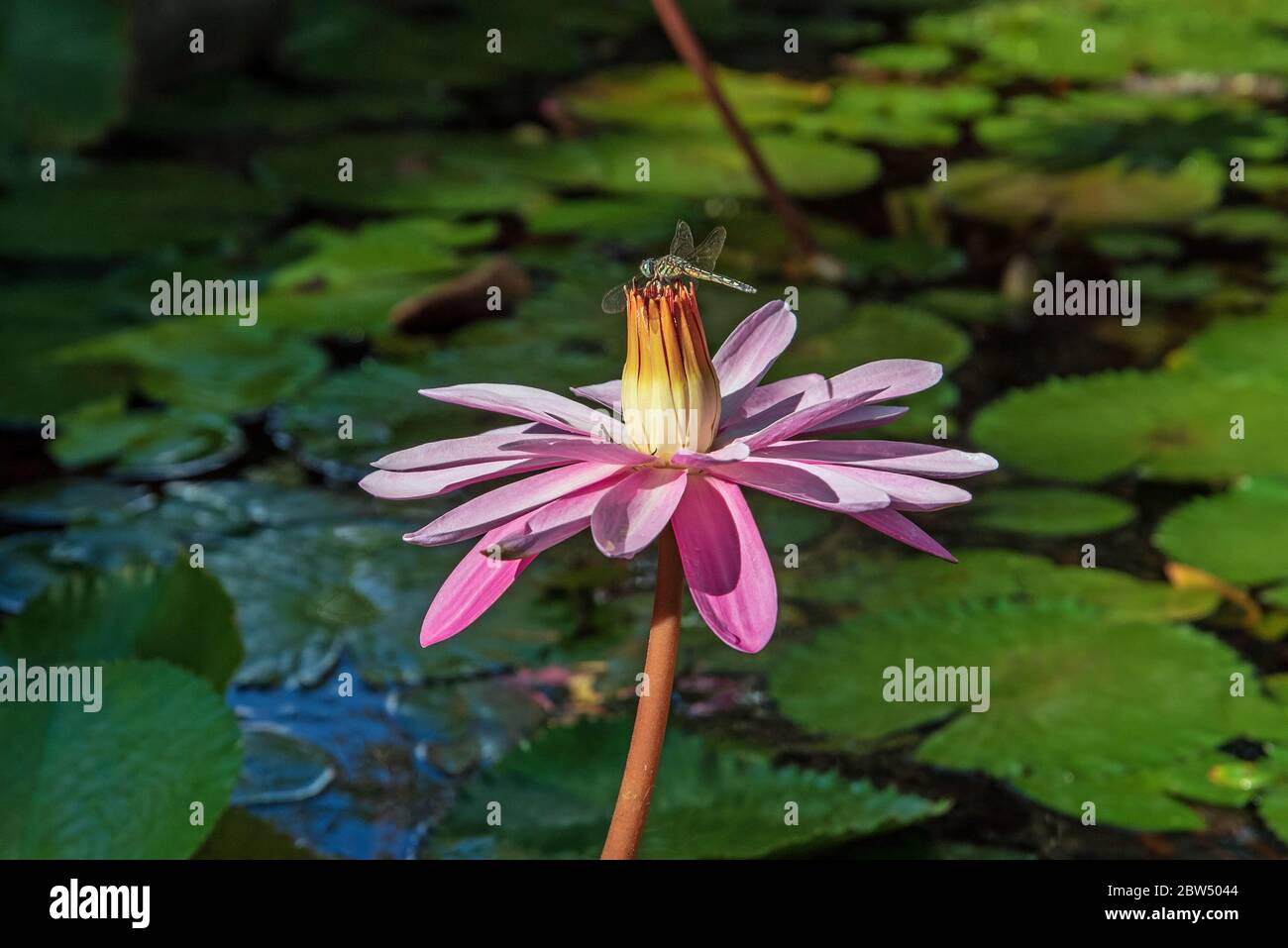Pink Petals Dragon Flower Hi Res Stock Photography And Images Alamy