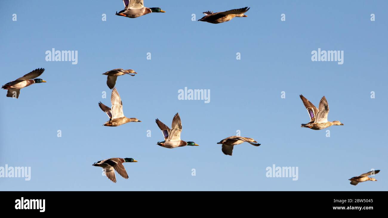 Mallard Ducks Flying Hi Res Stock Photography And Images Alamy