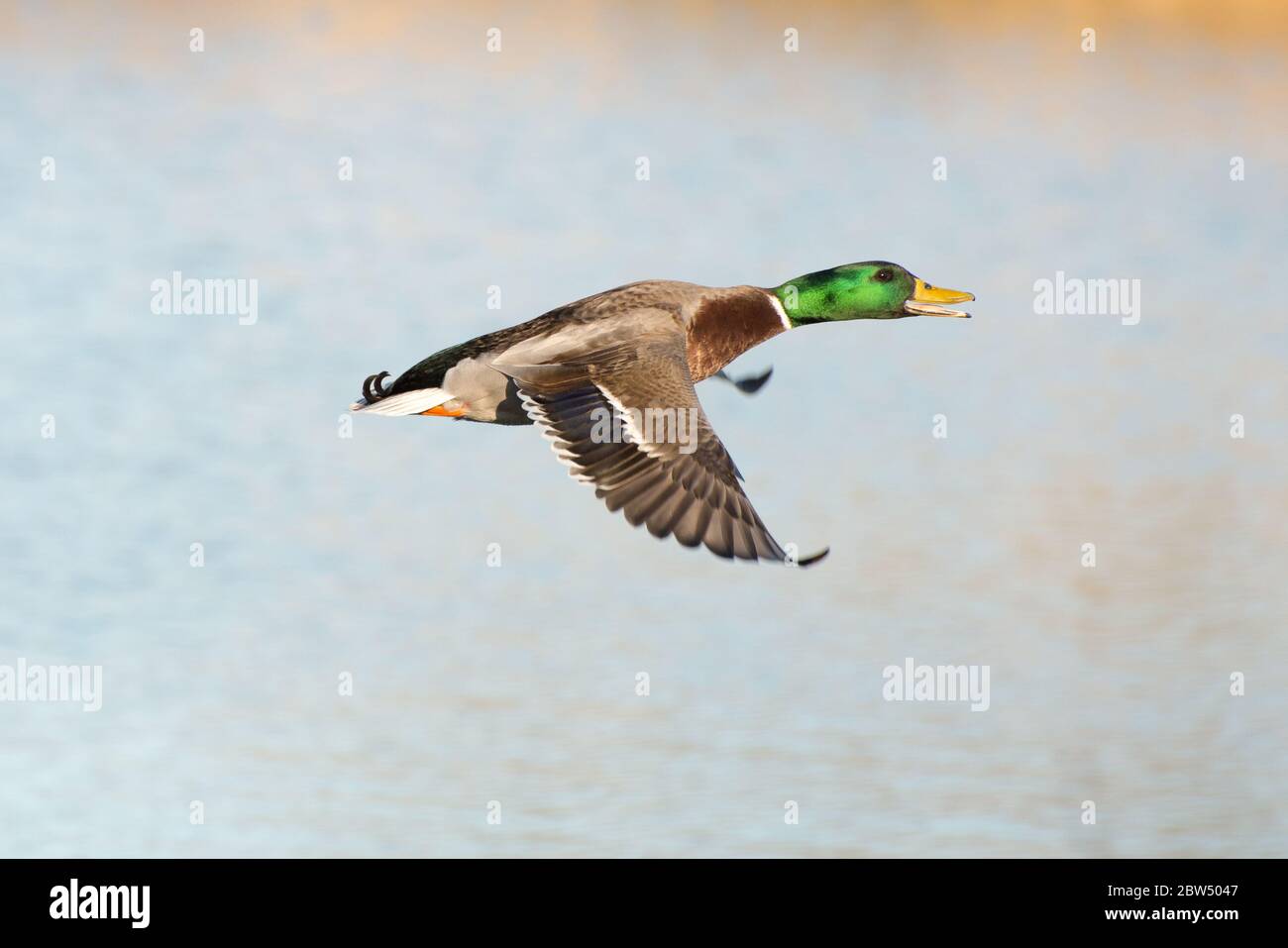Drake mallard duck flying Stock Photo - Alamy