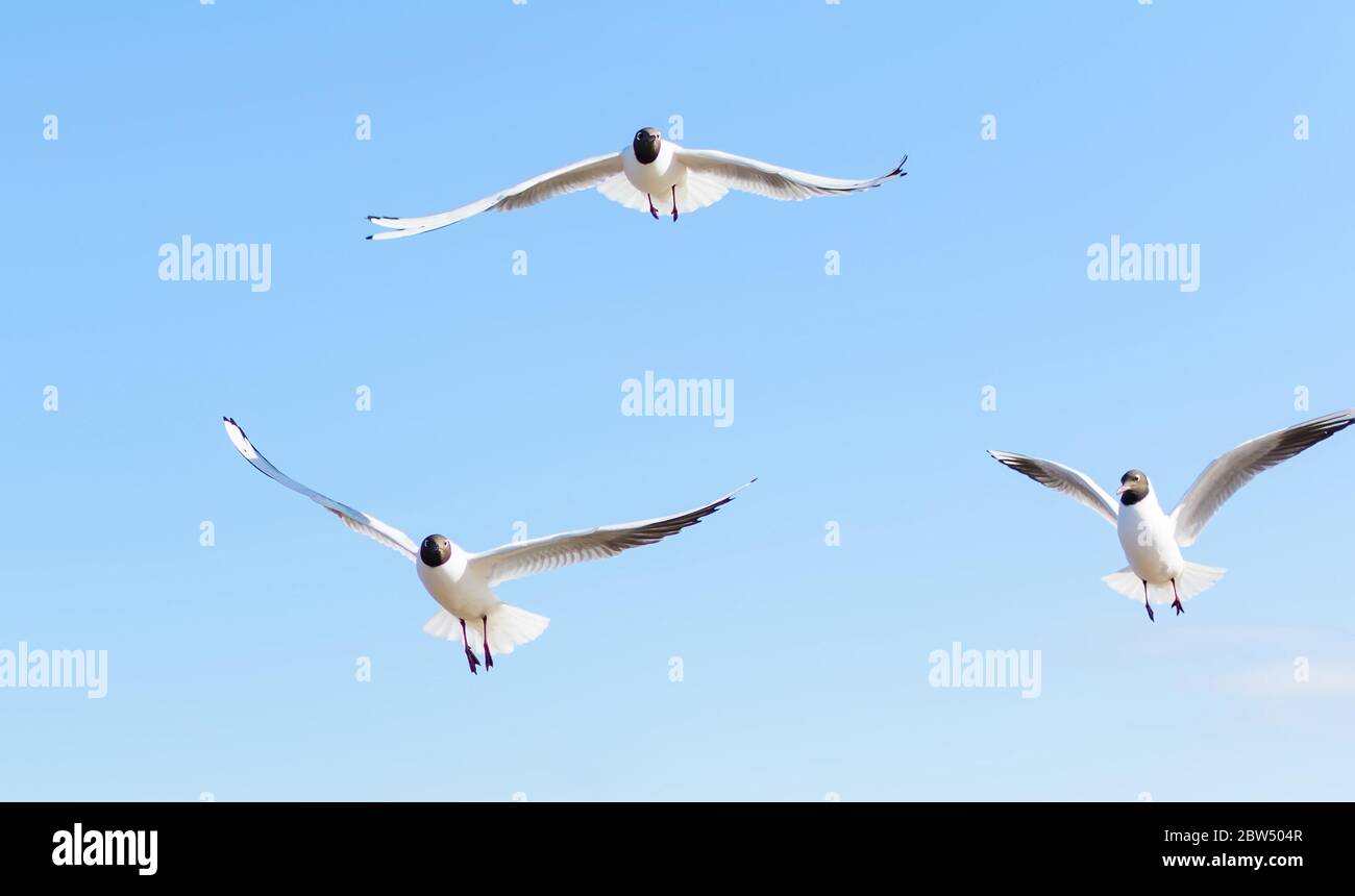 Three seagulls flying in the blue sky, with their wings open. Black ...