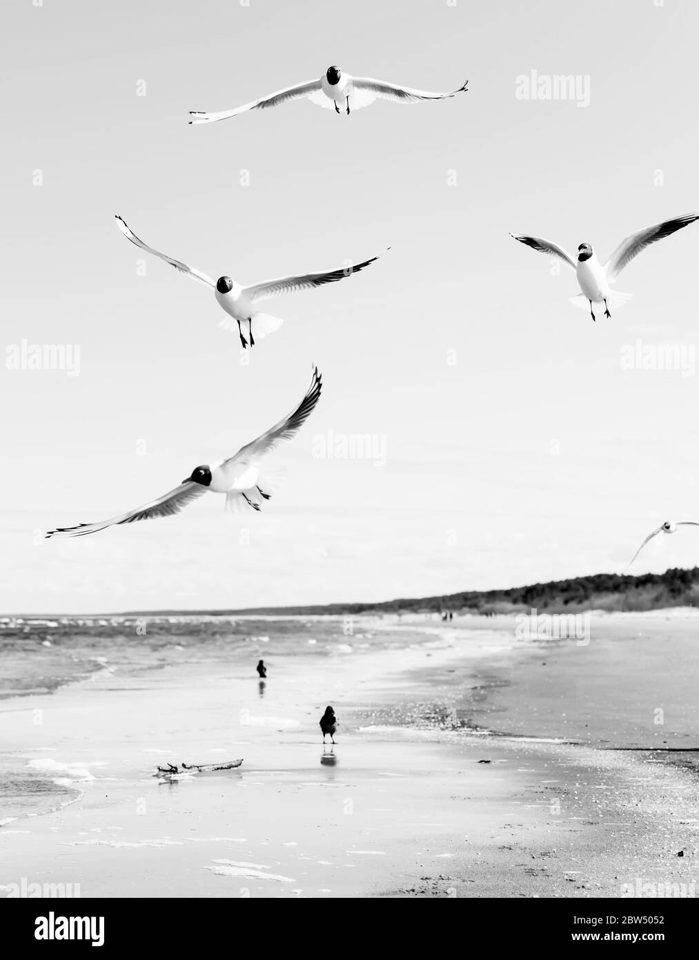 Flight flock Black and White Stock Photos & Images - Alamy