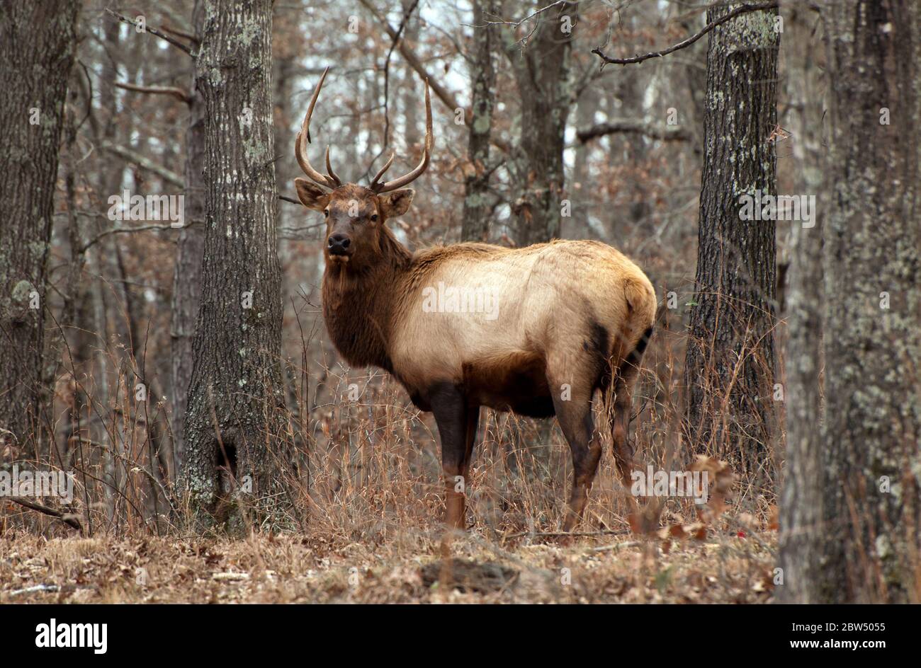 Nature and wild elk hi-res stock photography and images - Alamy