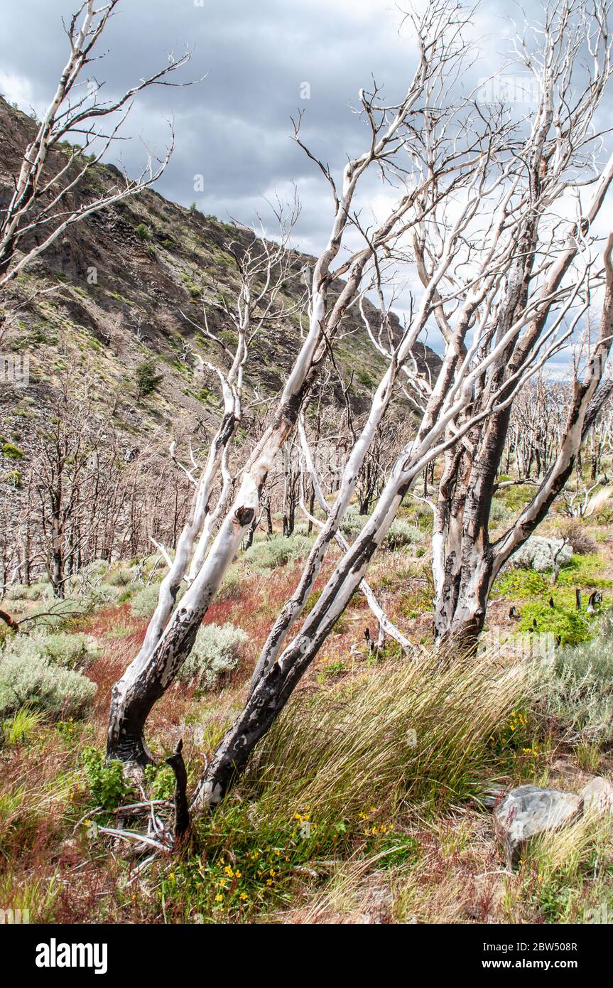 Forest of partly dead white trees in Patagonia, Chile Stock Photo - Alamy
