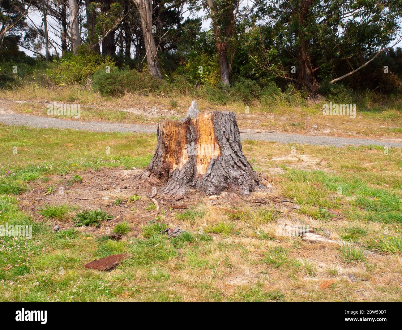 Tree Stump In The Ground Stock Photo - Alamy