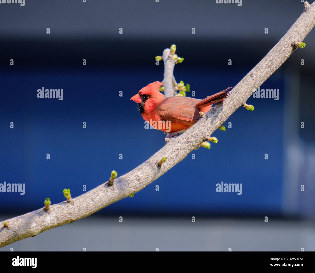 Northern cardinal male sitting on a branch sideways against a blue ...