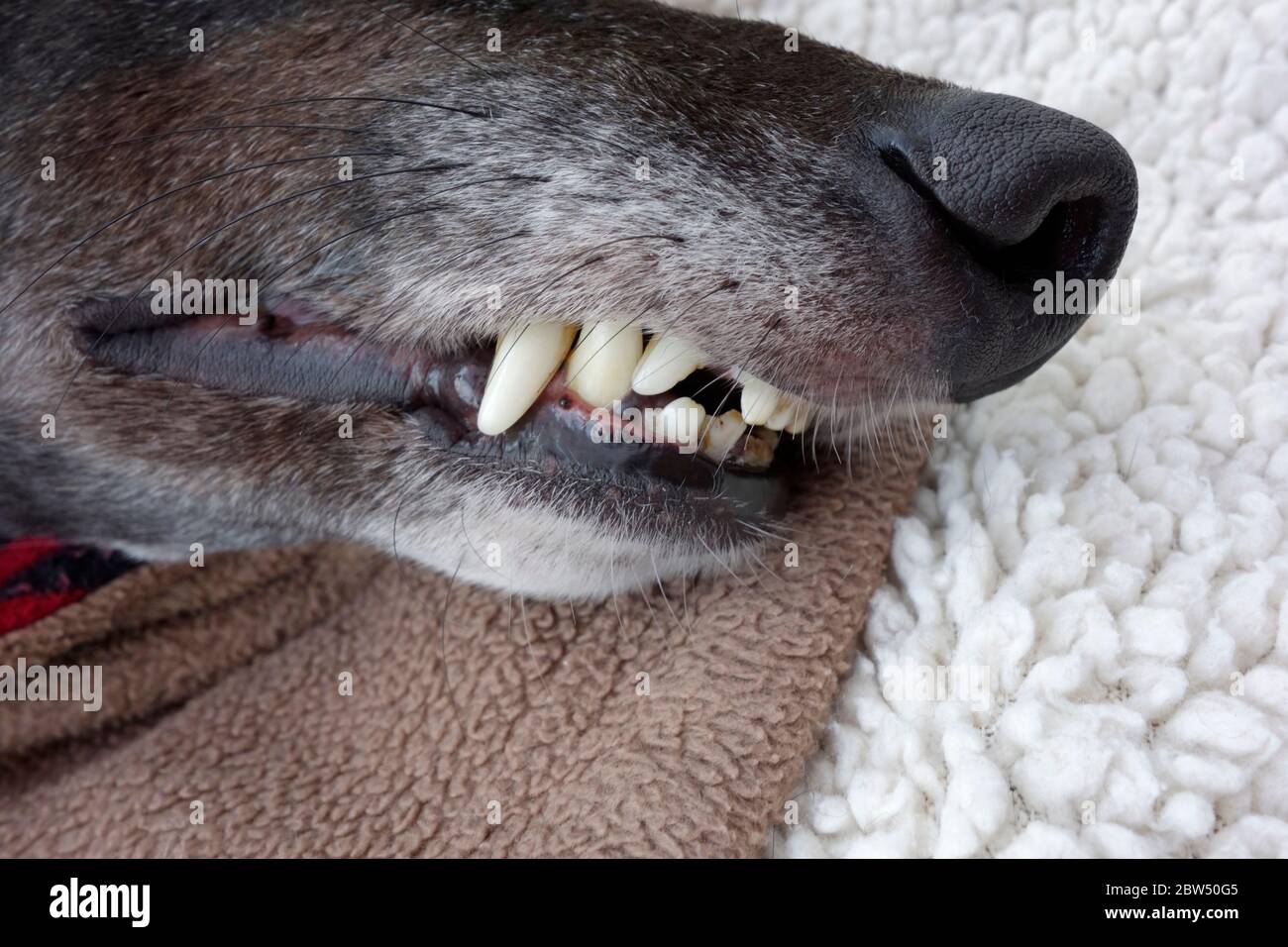 Greyhound and muzzle hi-res stock photography and images - Alamy
