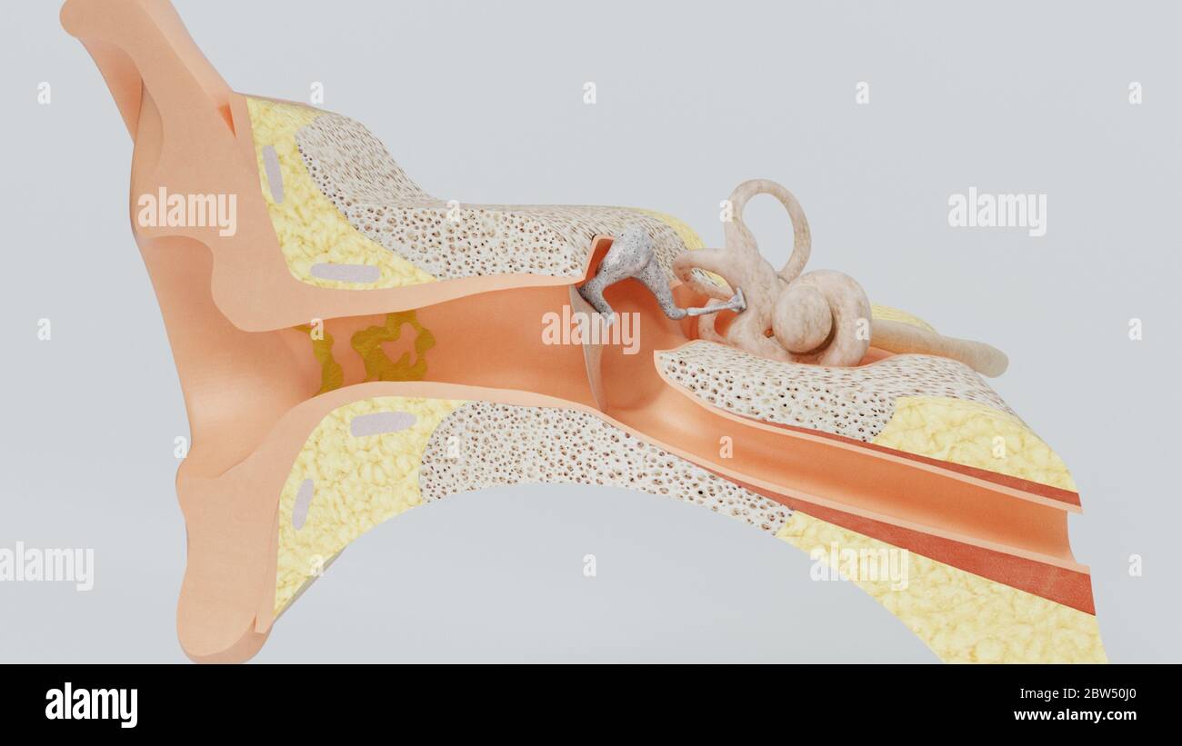 3d render structures of the human ear with the image of all the ...