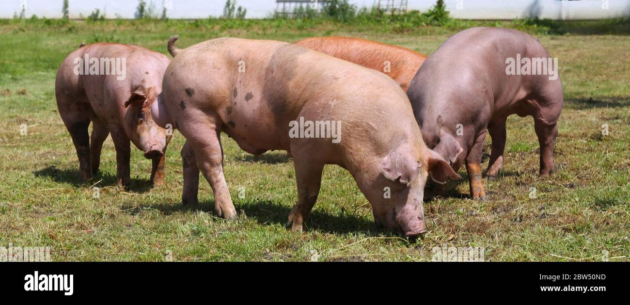 Domestic pigs breeding on a rural animal farm Stock Photo - Alamy