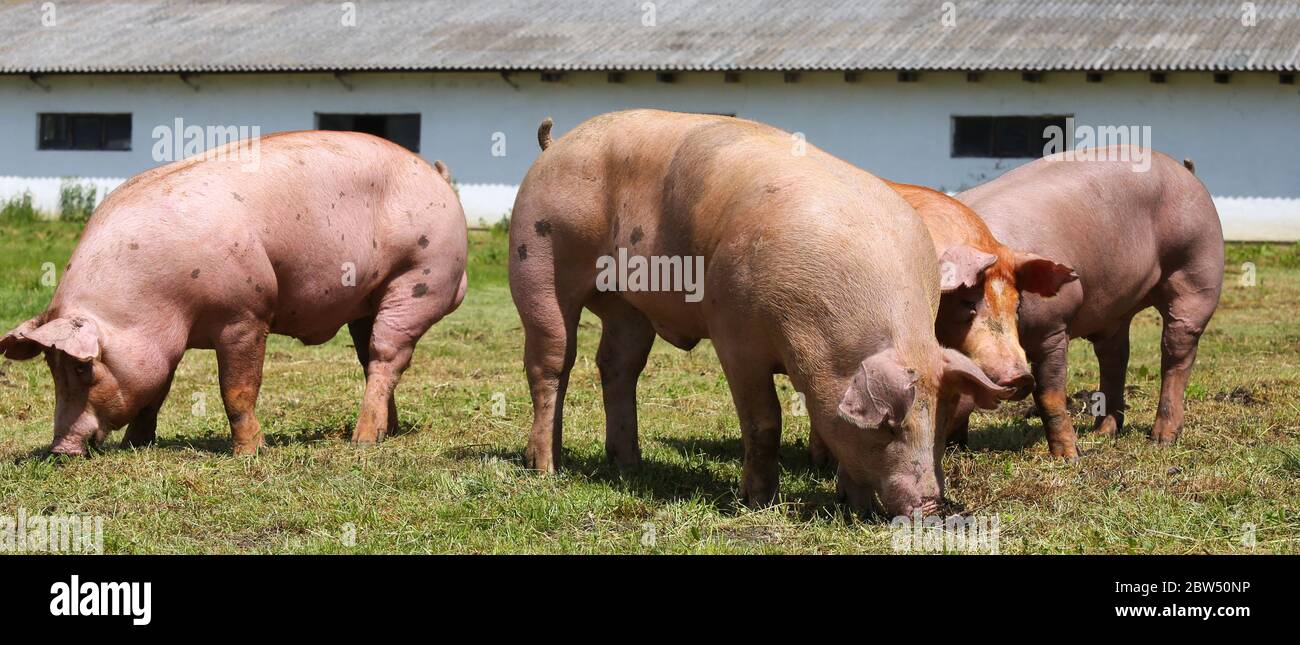 Domestic pigs breeding on a rural animal farm Stock Photo - Alamy