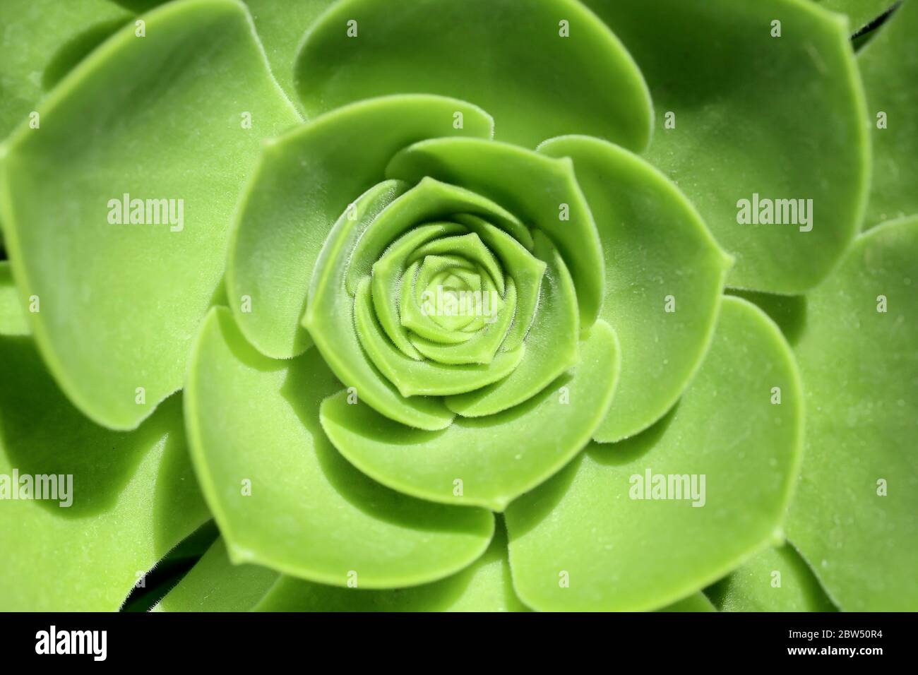 Layers of cactus hi-res stock photography and images - Alamy
