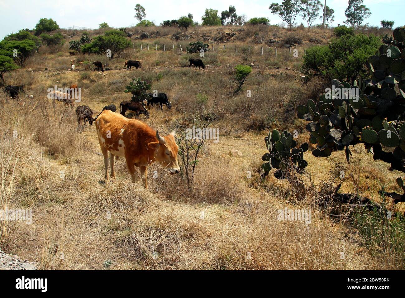 Cows grazing on dry desert hi-res stock photography and images - Alamy