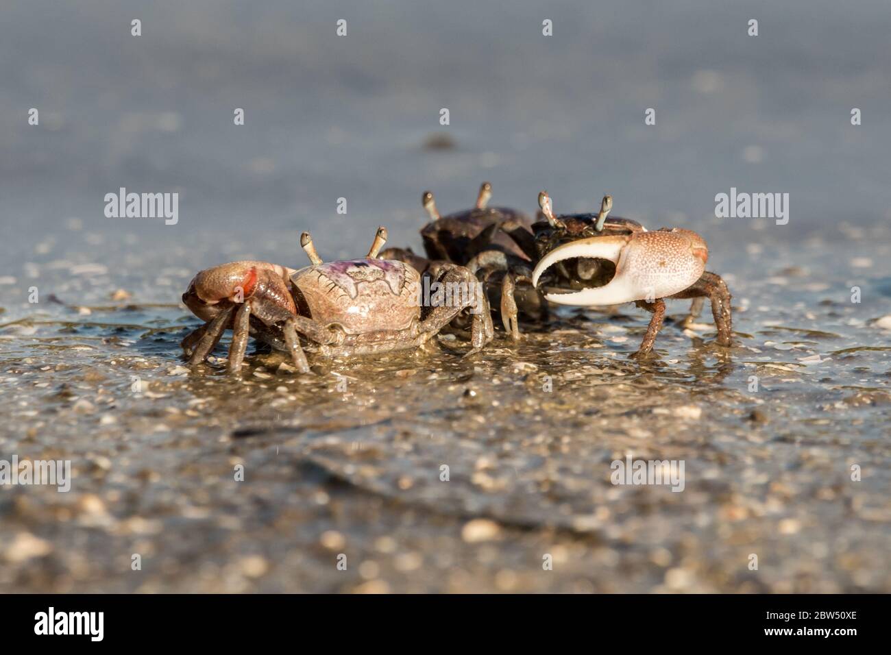 Fiddler crabs hi-res stock photography and images - Alamy