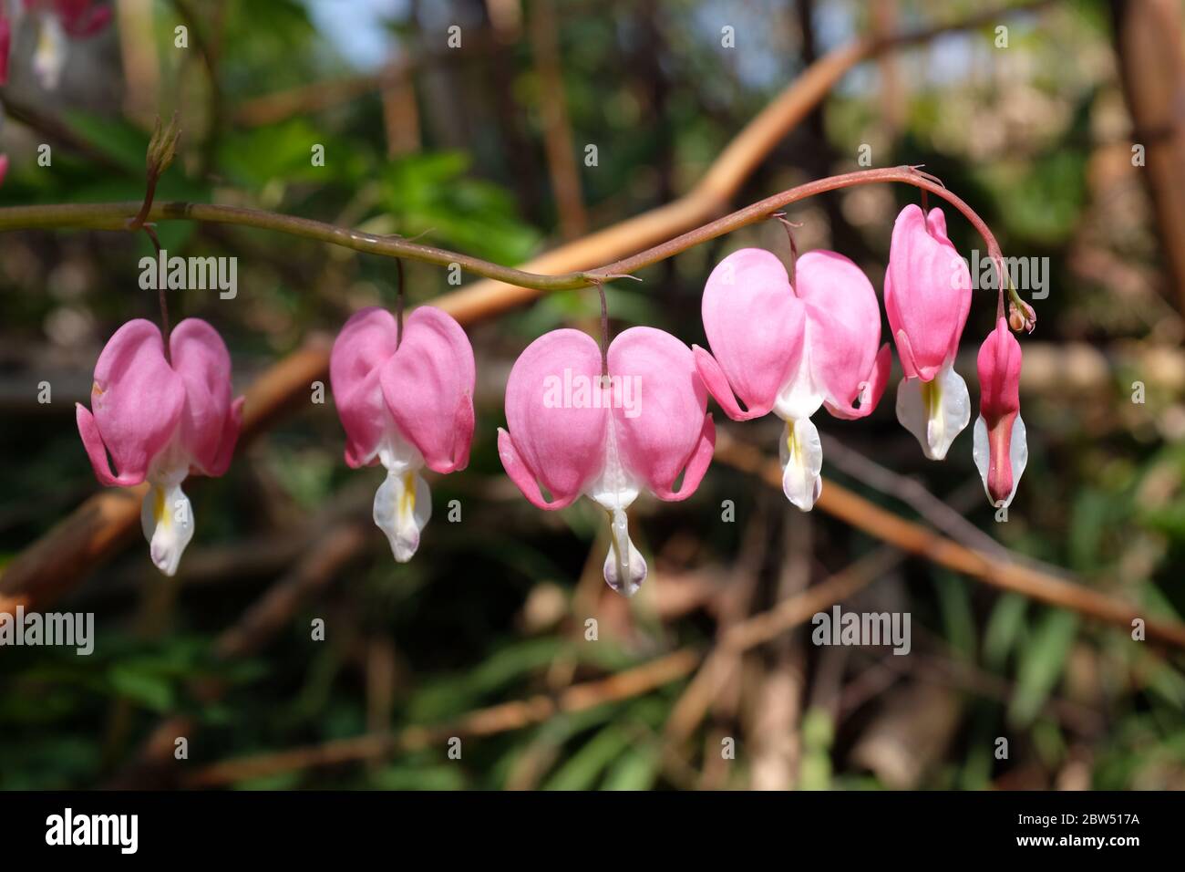 Flowers of Asian Bleeding Heart (Lamprocapnos spectabilis Stock Photo ...