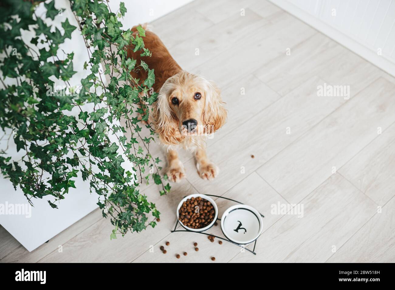 English cocker spaniel dog waiting for ffeding, eating food from ...