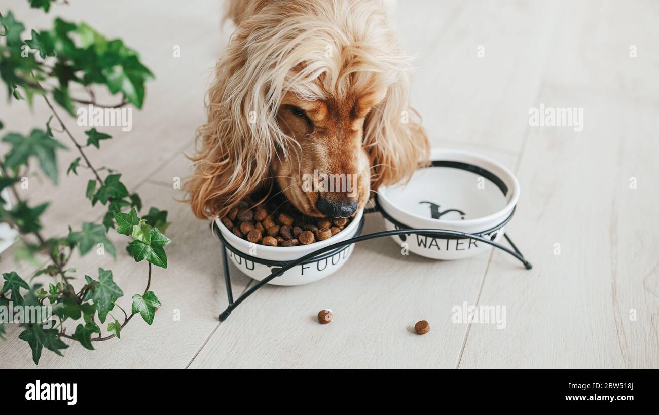 English cocker spaniel dog eating food from ceramic bowl on the floot ...