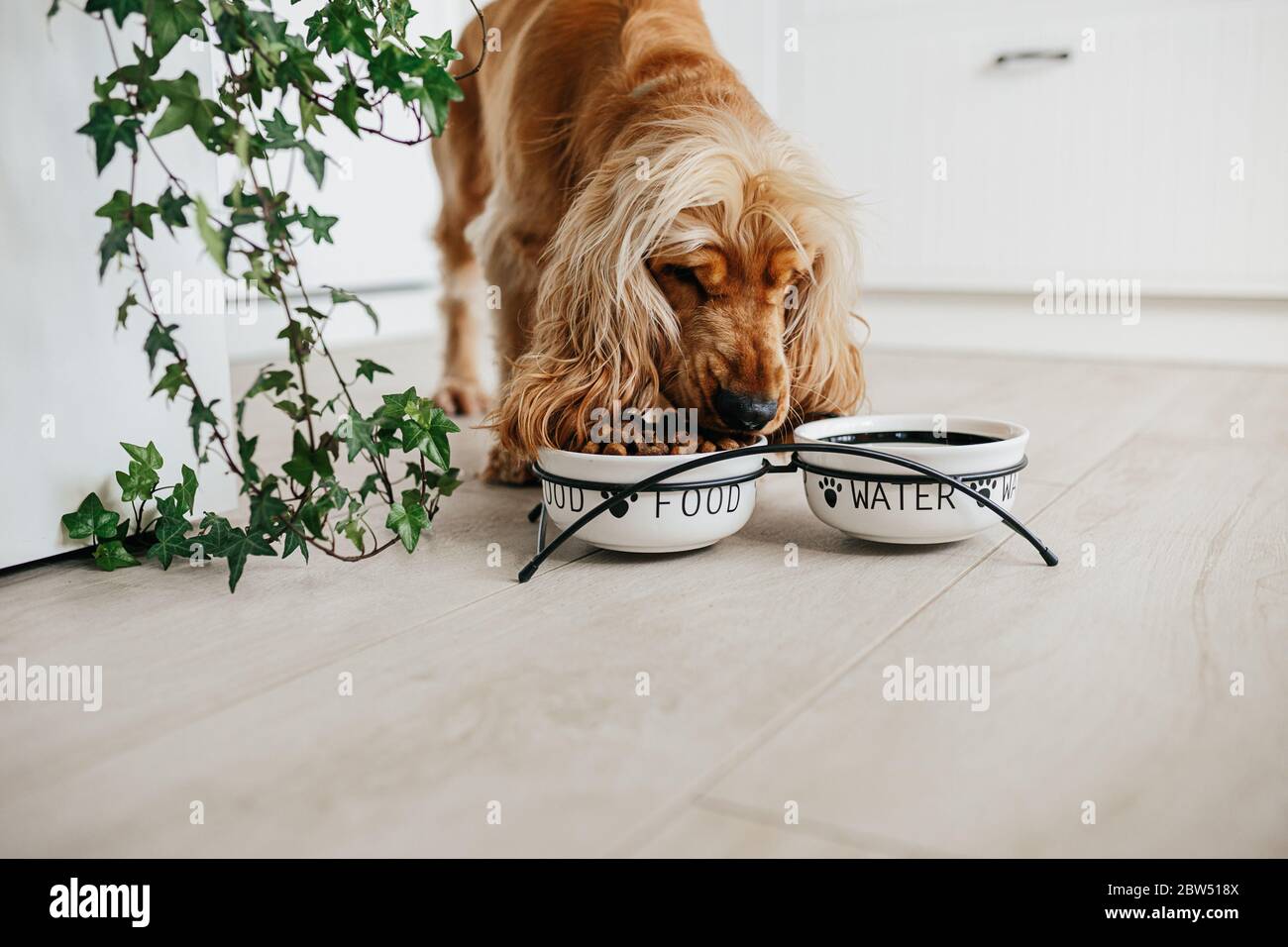 English cocker spaniel dog eating food from ceramic bowl on the floot ...