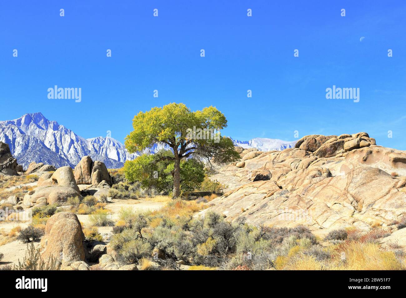 A lone green tree at Alabama Hills with Sierra Nevada in the background ...