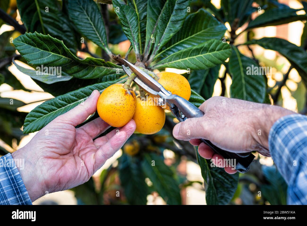 Close-up of the hands of the farmer who harvest the medlars in the ...