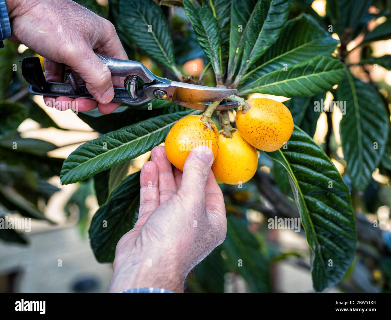 Close-up of the hands of the farmer who harvest the medlars in the ...