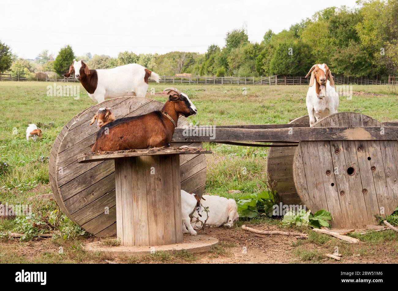 Female boer goats hi-res stock photography and images - Alamy