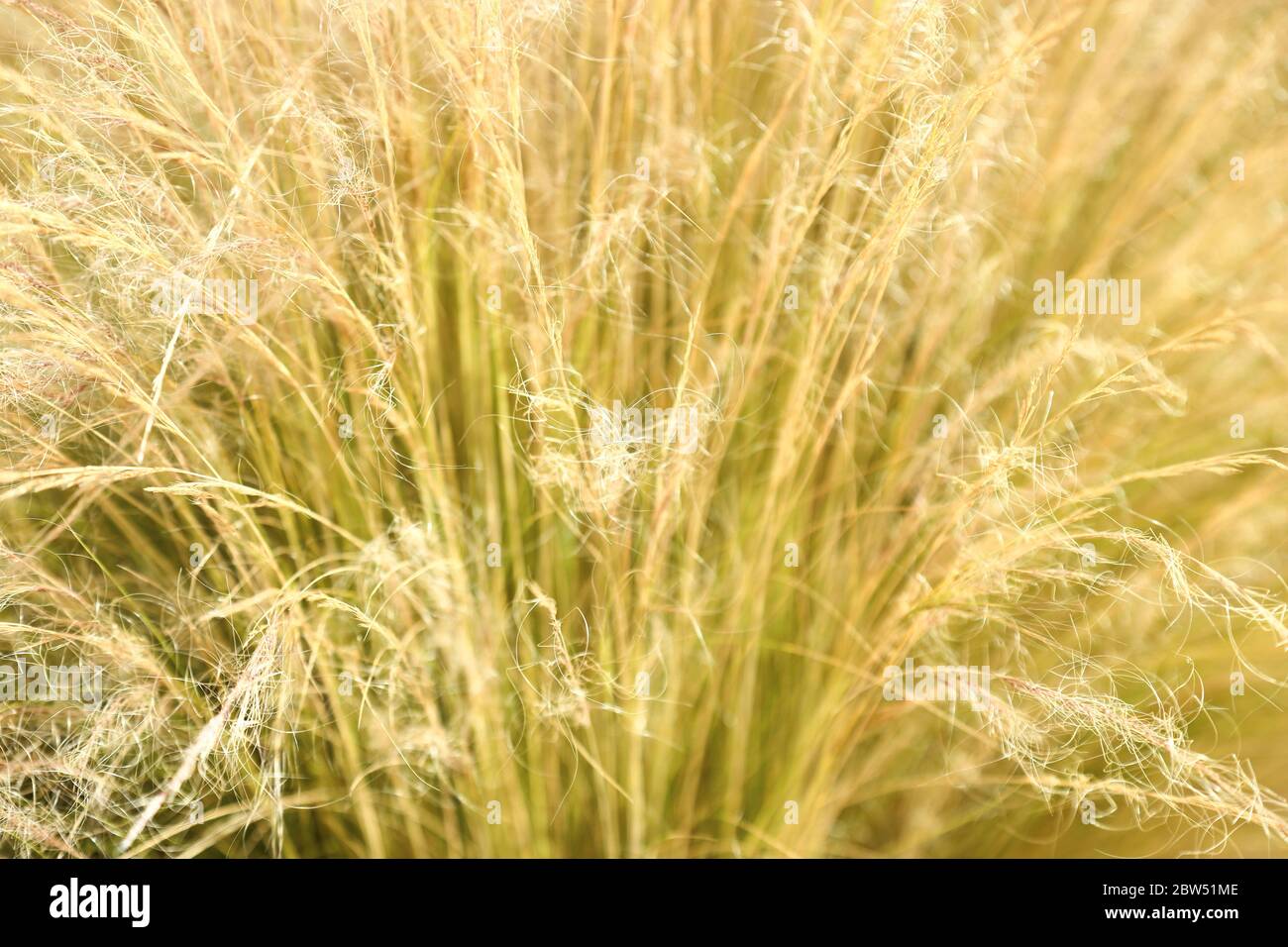 Bending reeds hi-res stock photography and images - Alamy