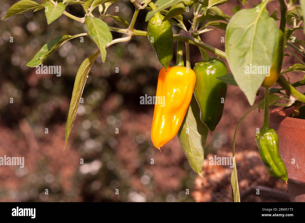 Green and yellow chilli peppers growing on the chilli plant, variety ...
