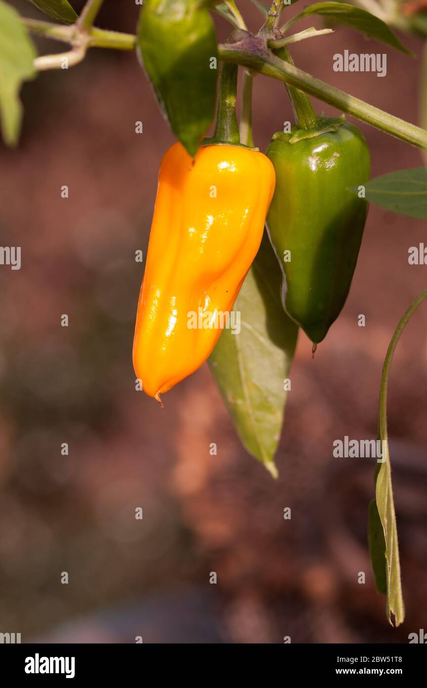 Green and yellow chilli peppers growing on the chilli plant, variety ...