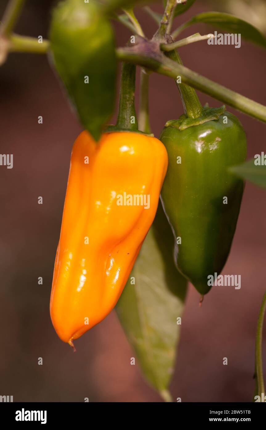 Green and yellow chilli peppers growing on the chilli plant, variety ...