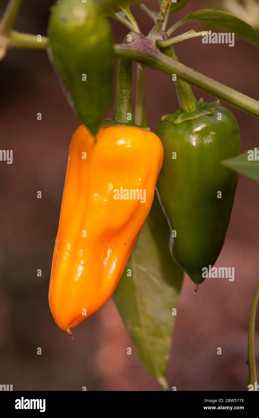 Green and yellow chilli peppers growing on the chilli plant, variety ...