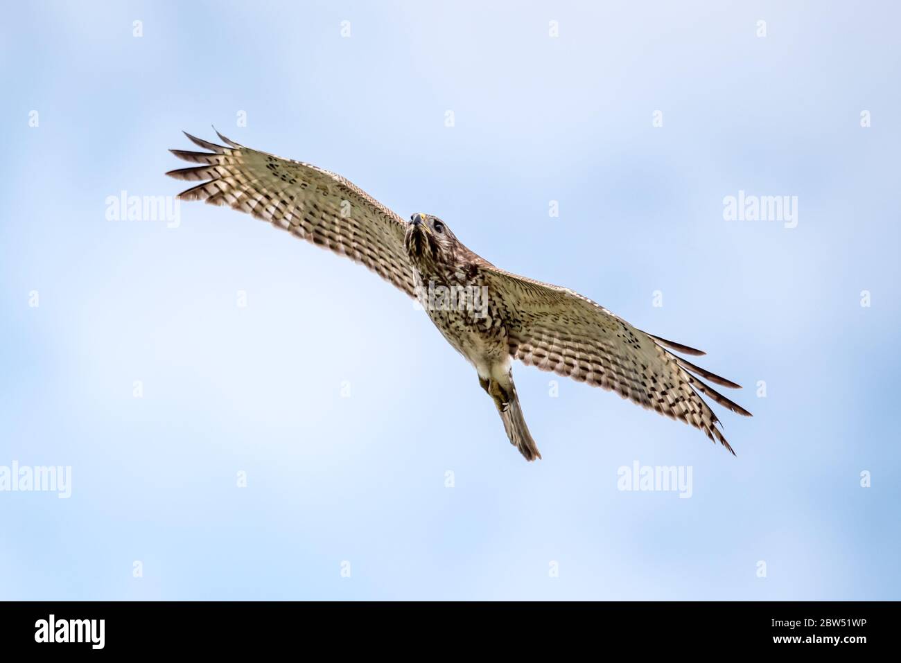 Red shouldered hawk soaring Stock Photo - Alamy