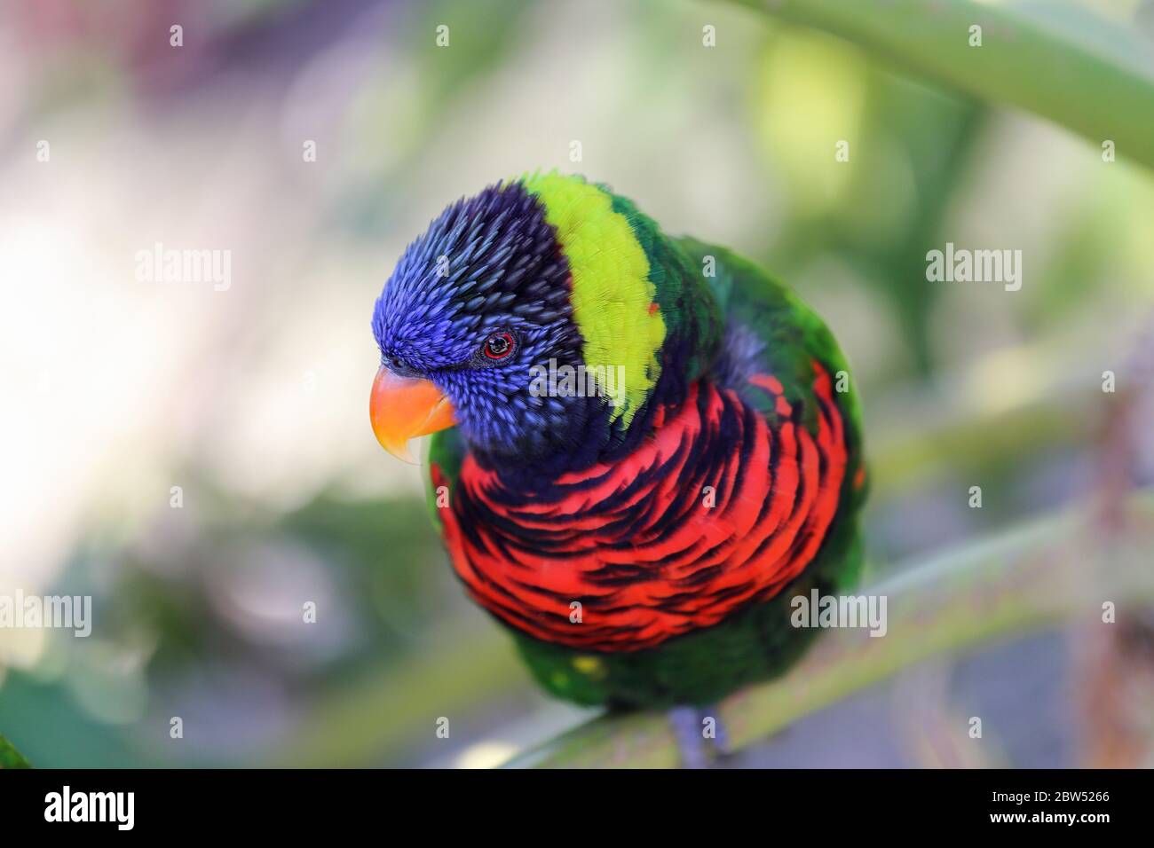 Blue nape hi-res stock photography and images - Alamy
