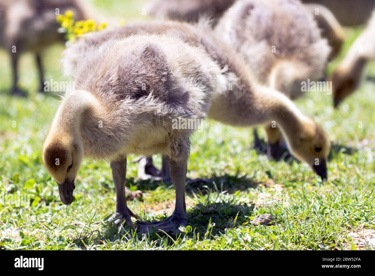 Young Canada Geese - goslings, up close and personal grazing beside a ...
