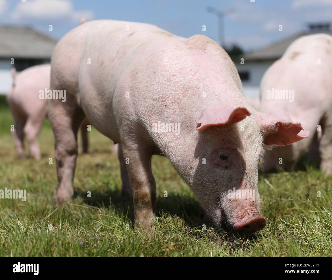 Pig farming raising and breeding of domestic pigs Stock Photo - Alamy