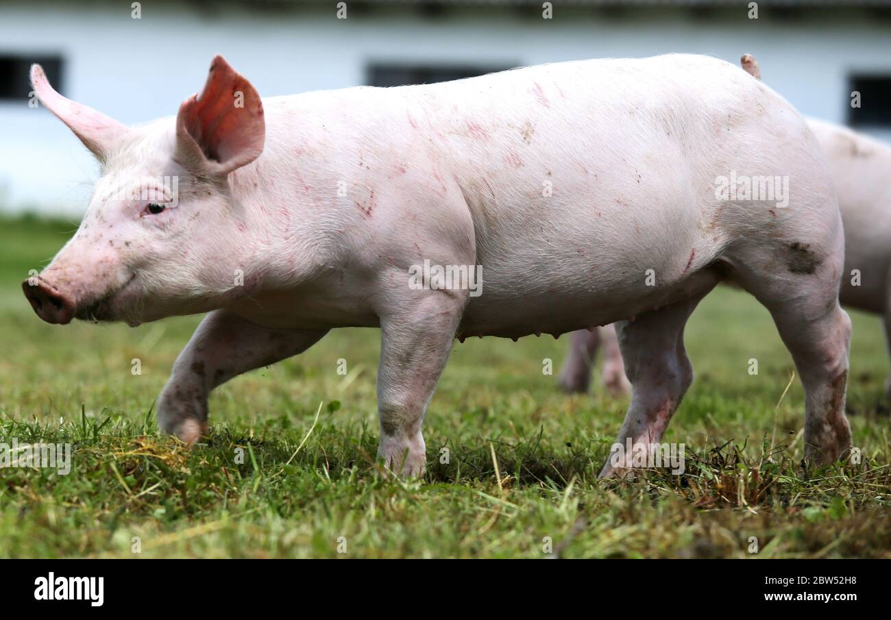 Pig farming raising and breeding of domestic pigs Stock Photo - Alamy